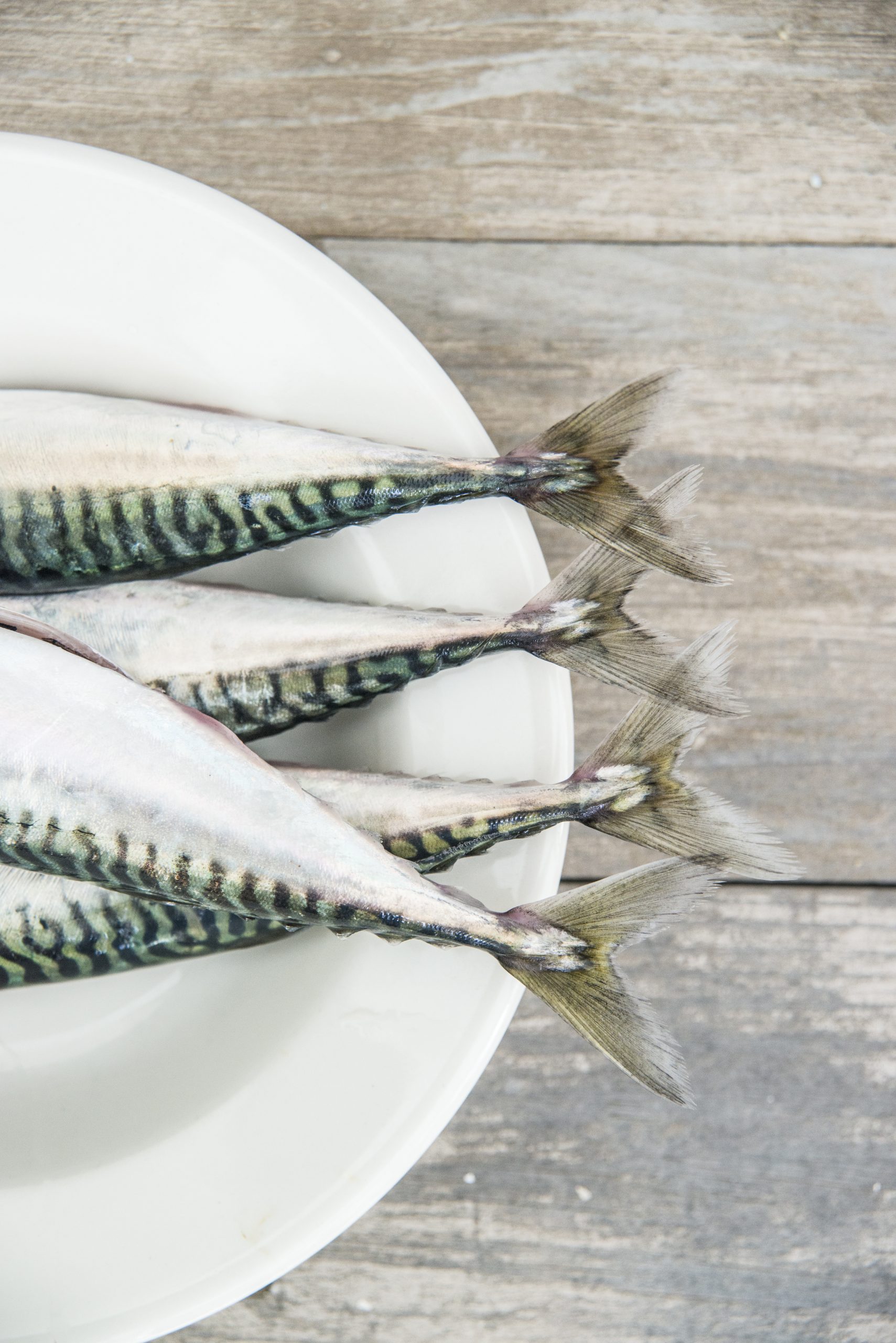 Fish Tails - Commercial Photography Illustration Design Production | RR&Co